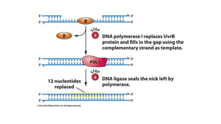 DNA repair mechanism | PPTX