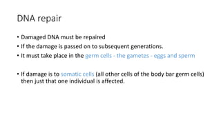 DNA repair mechanism | PPTX