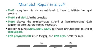 DNA repair mechanism | PPTX