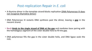 DNA repair mechanism | PPTX
