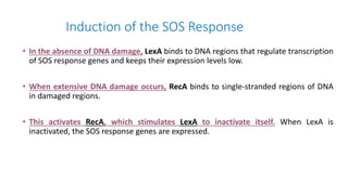 DNA repair mechanism | PPTX