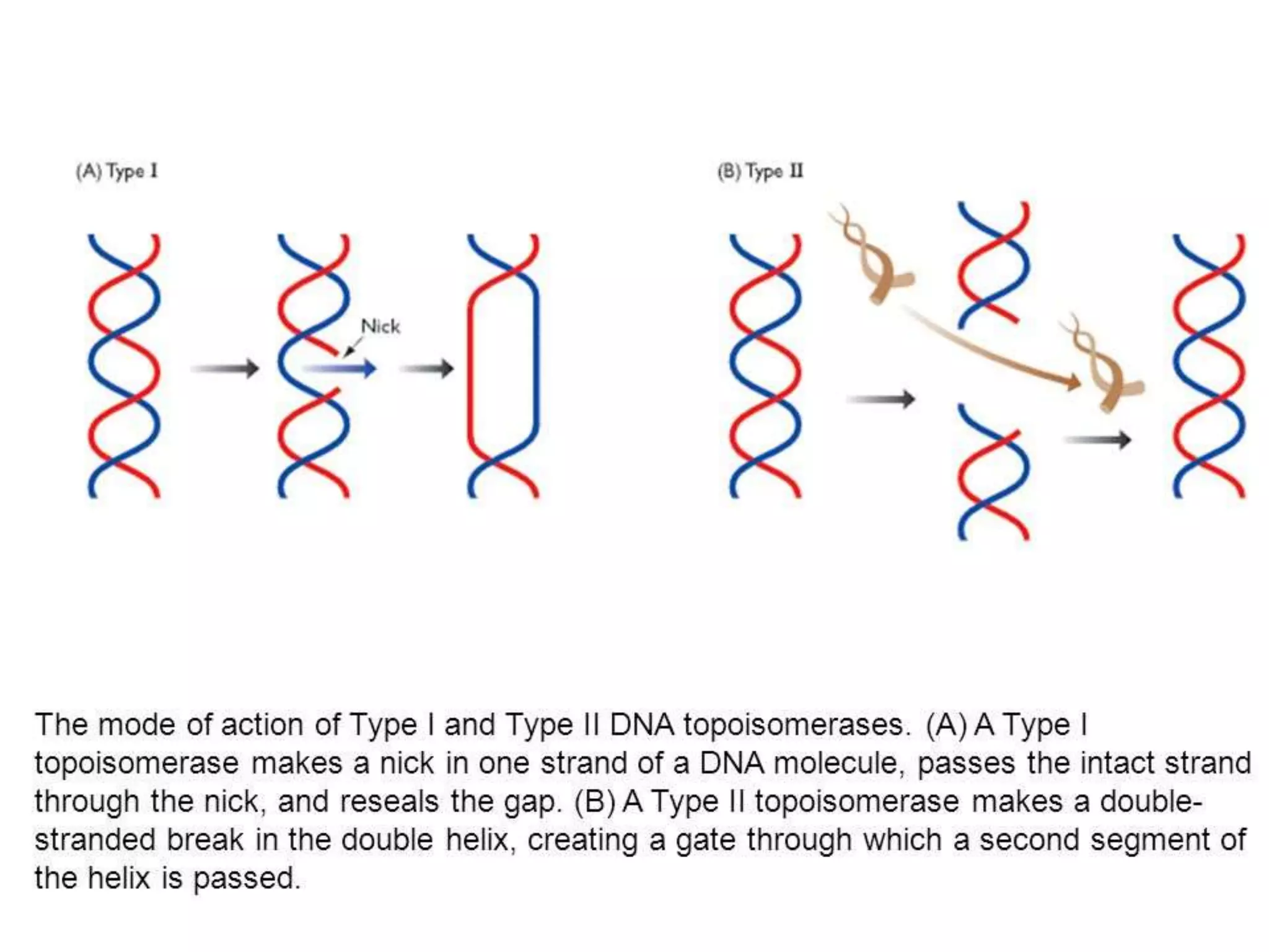 DNA replication | PPT