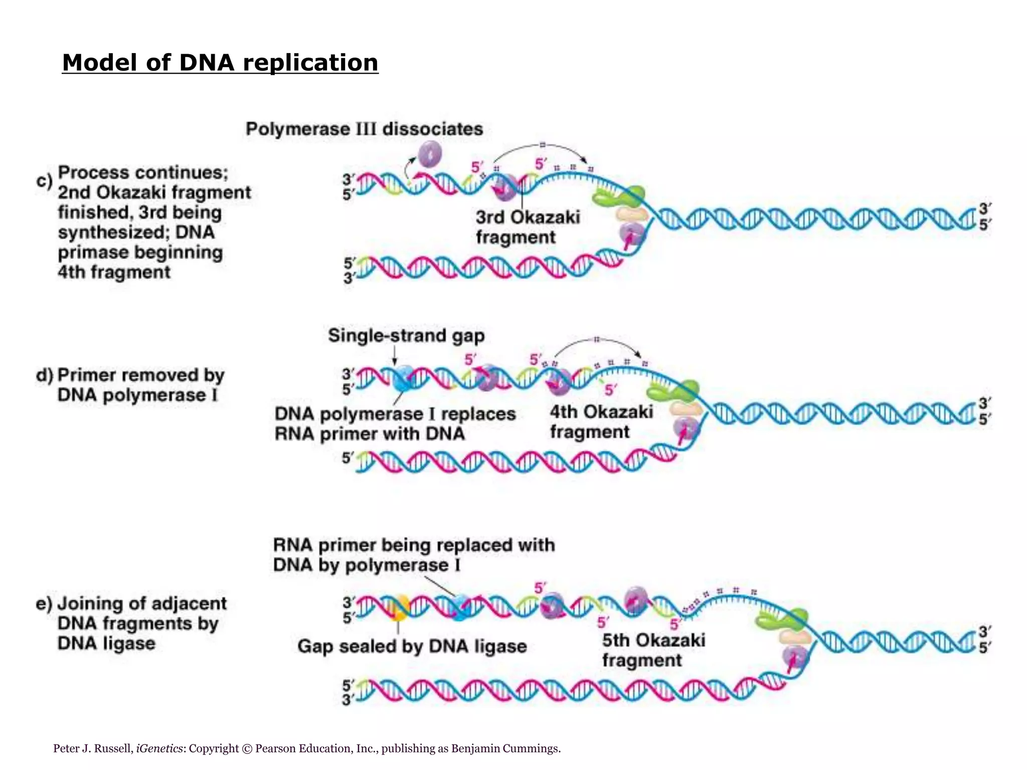 DNA replication | PPT