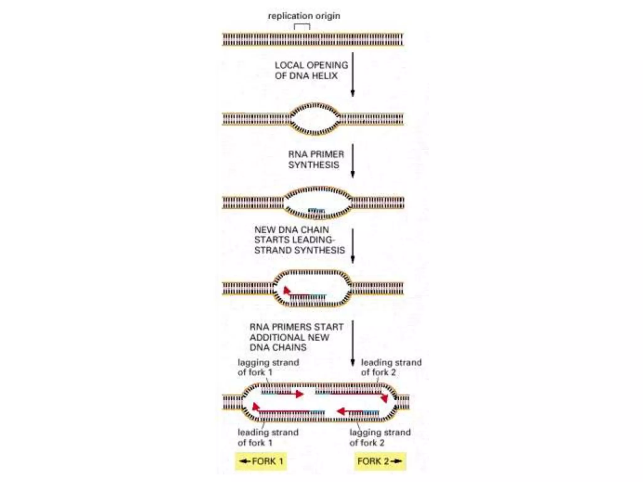 DNA replication | PPT