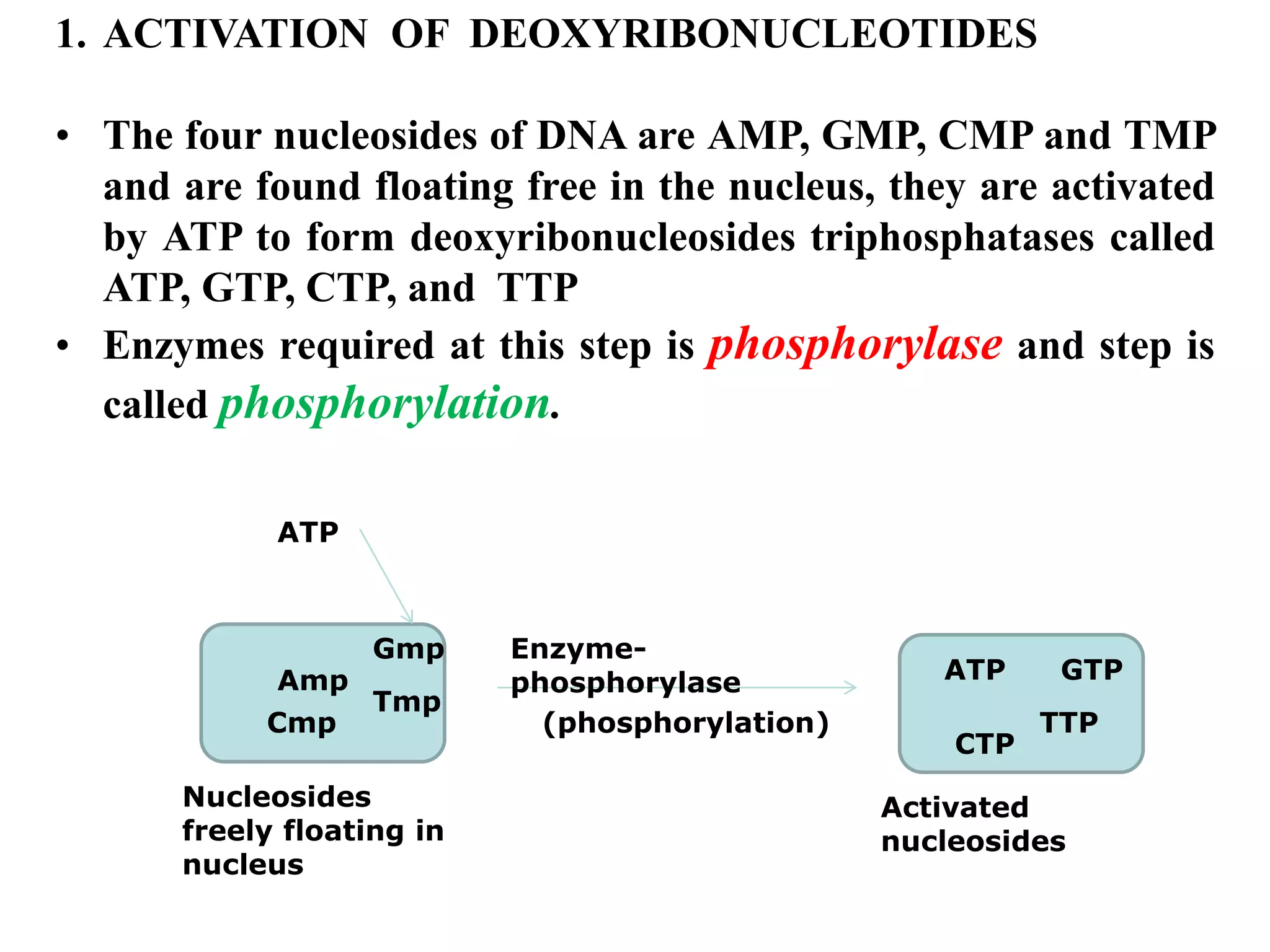 DNA replication | PPT
