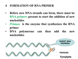 DNA replication | PPT