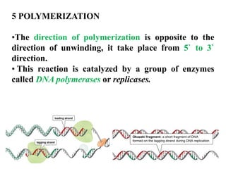 DNA replication | PPT