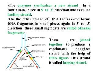 DNA replication | PPT