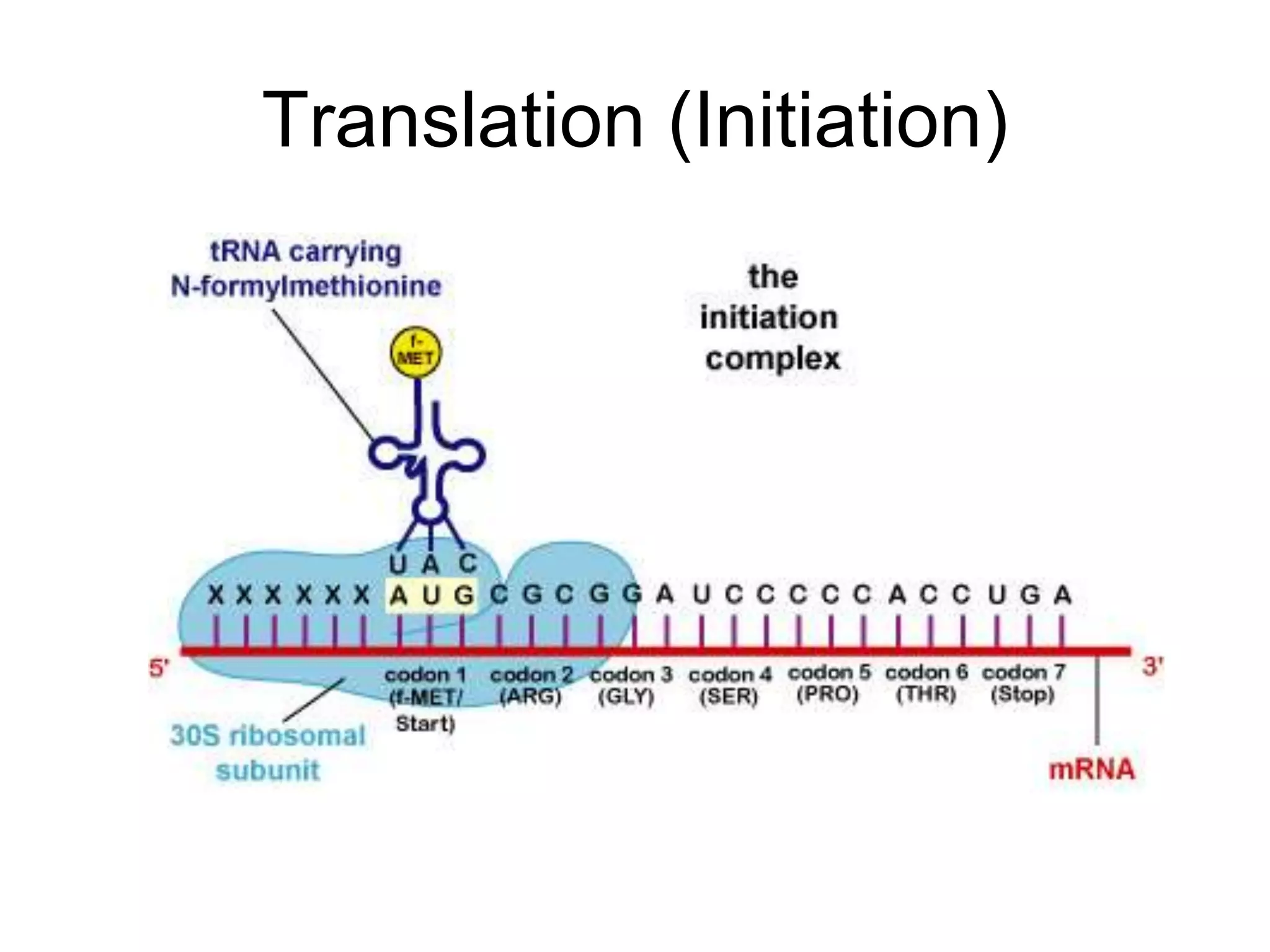 Translation | PPT