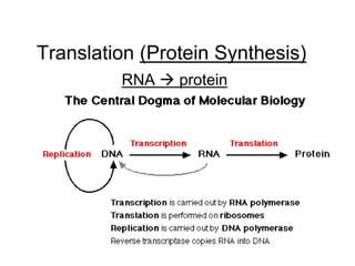 Translation | PPT