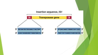 Transposons | PPTX