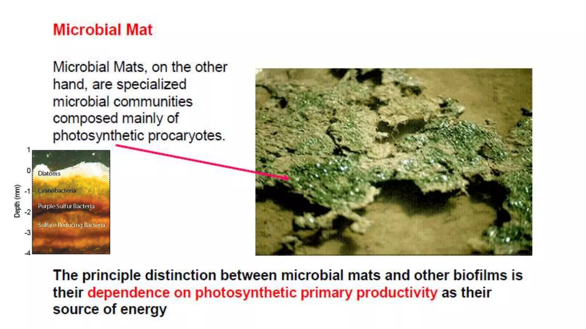 Distribution of microbes in aquatic environment | PPTX | Biological ...