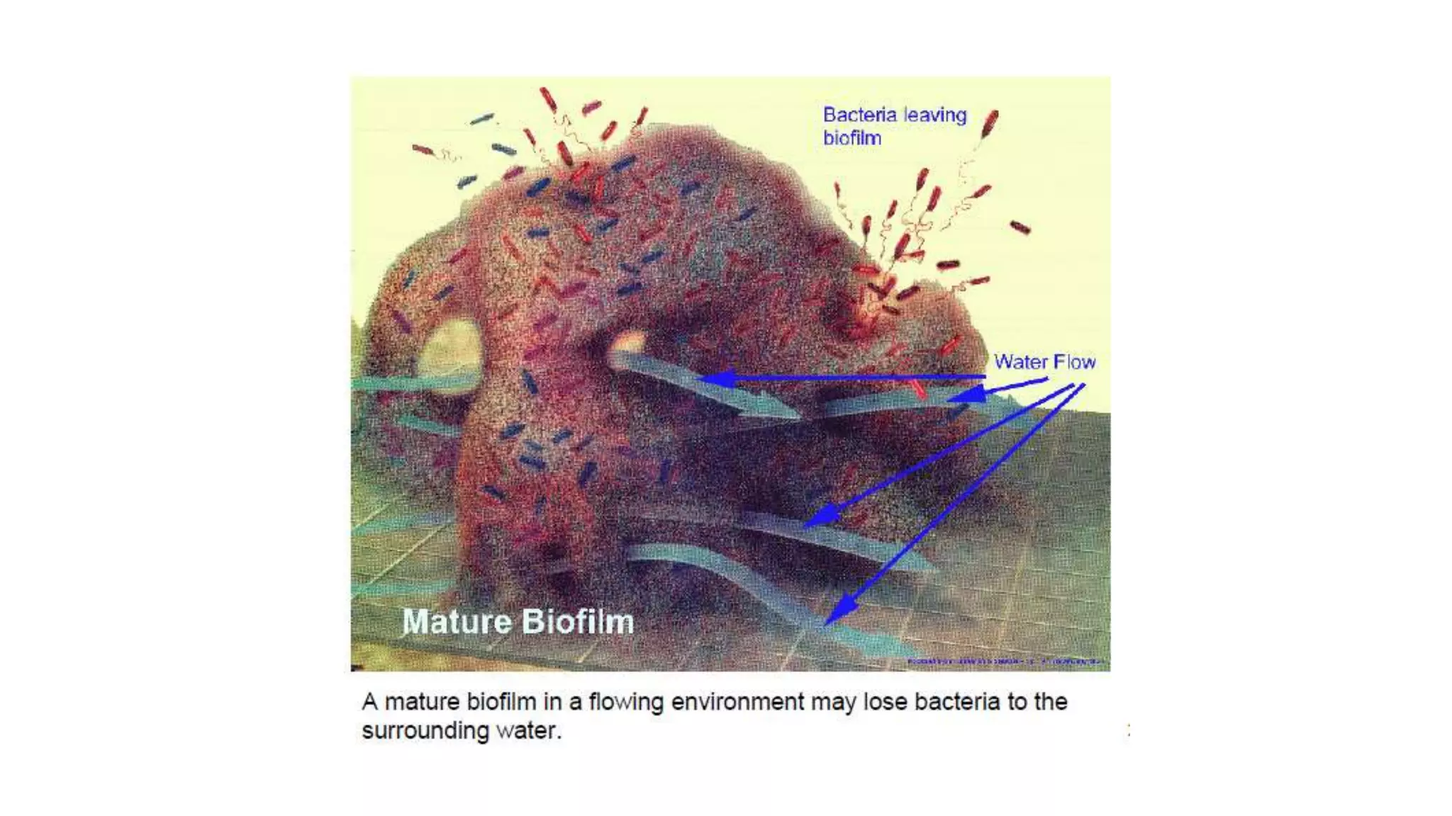 Distribution of microbes in aquatic environment | PPTX