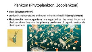 Distribution of microbes in aquatic environment | PPTX