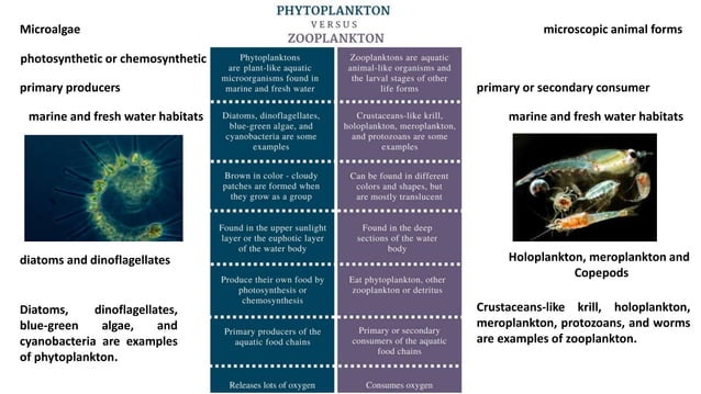 Distribution of microbes in aquatic environment | PPTX | Biological ...