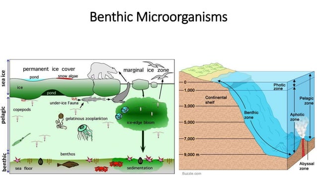 Distribution of microbes in aquatic environment | PPTX | Biological ...