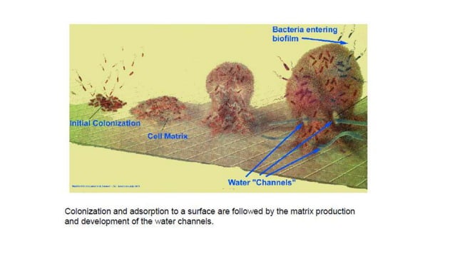 Distribution of microbes in aquatic environment | PPTX | Biological ...