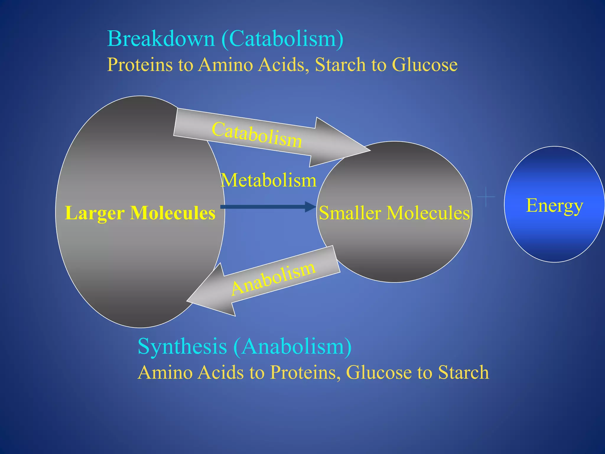 Microbial metabolites | PPTX