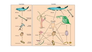 Microbial loop | PPTX