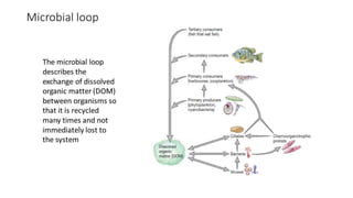 Microbial loop | PPTX
