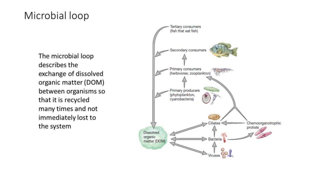 Microbial loop | PPTX | Fish and Aquariums | Pets