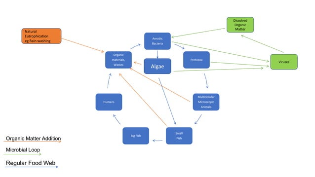 Microbial loop | PPTX | Fish and Aquariums | Pets