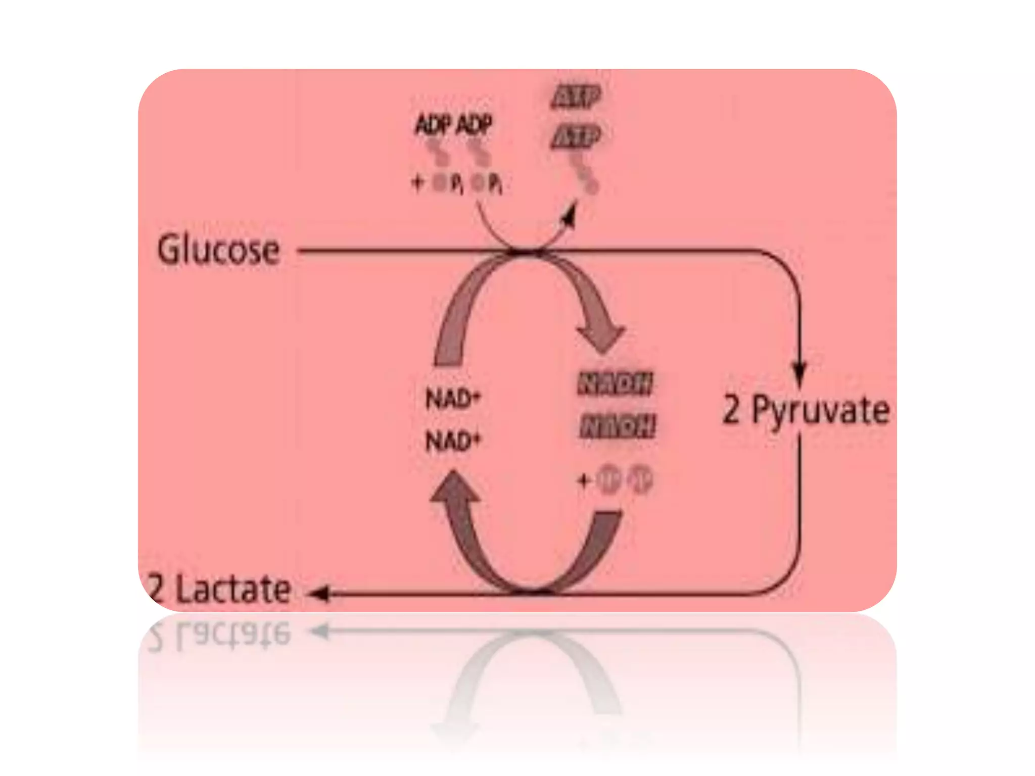 Production of lactic acid | PPTX