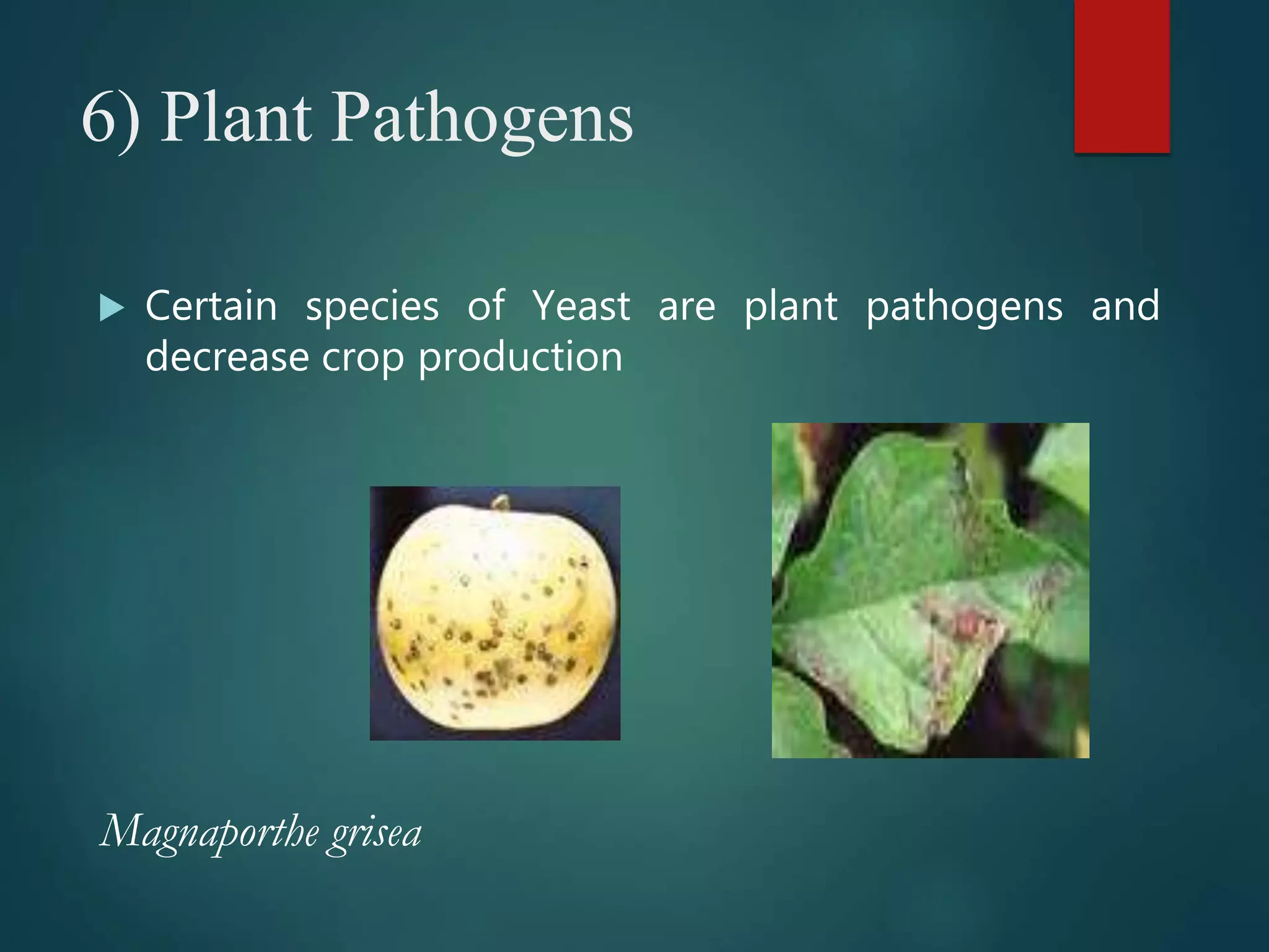 Importance of yeast | PPT