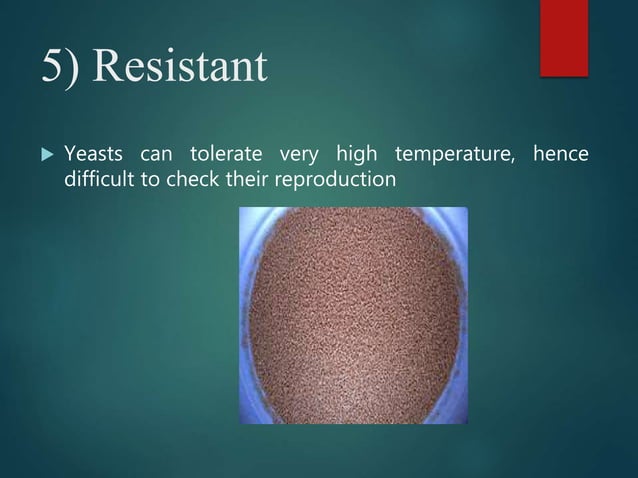 Importance of yeast | PPT | Chemistry | Science