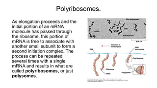 MB & Genetics 7.pptx . | PPT
