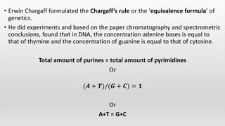 Erwin Chargaff Experiment