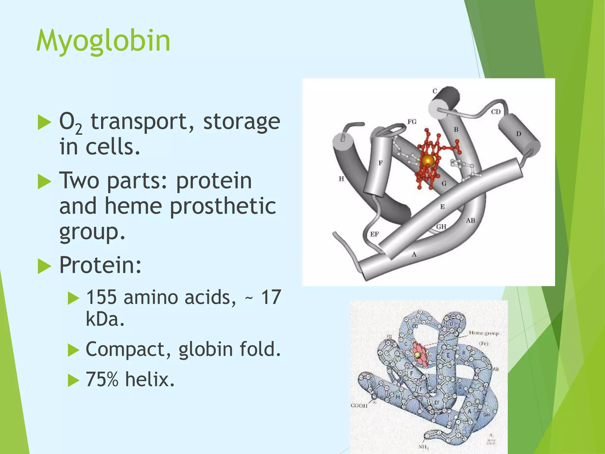 Myoglobin and Hemoglobin | PPT