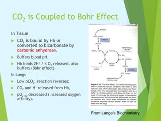 Myoglobin and Hemoglobin | PPT