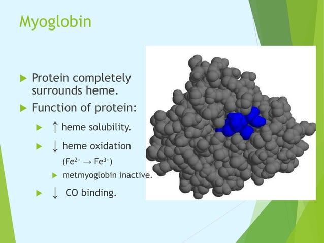 Myoglobin and Hemoglobin | PPT