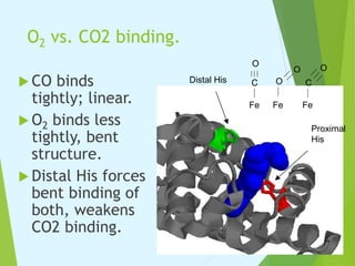 Myoglobin and Hemoglobin | PPT