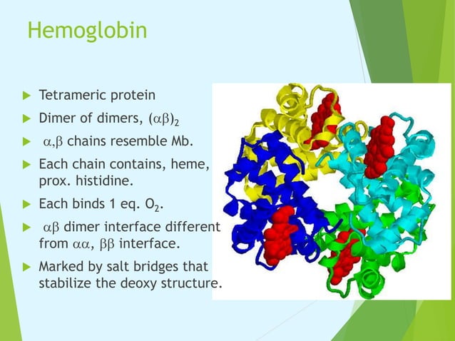 Myoglobin and Hemoglobin | PPT
