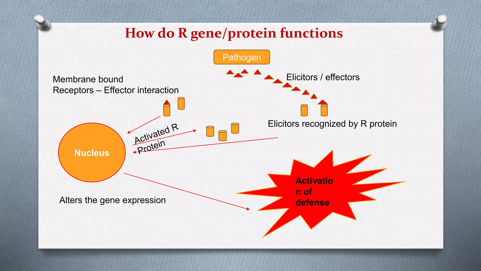 R Gene Expression and Transcription Profiling | PPTX