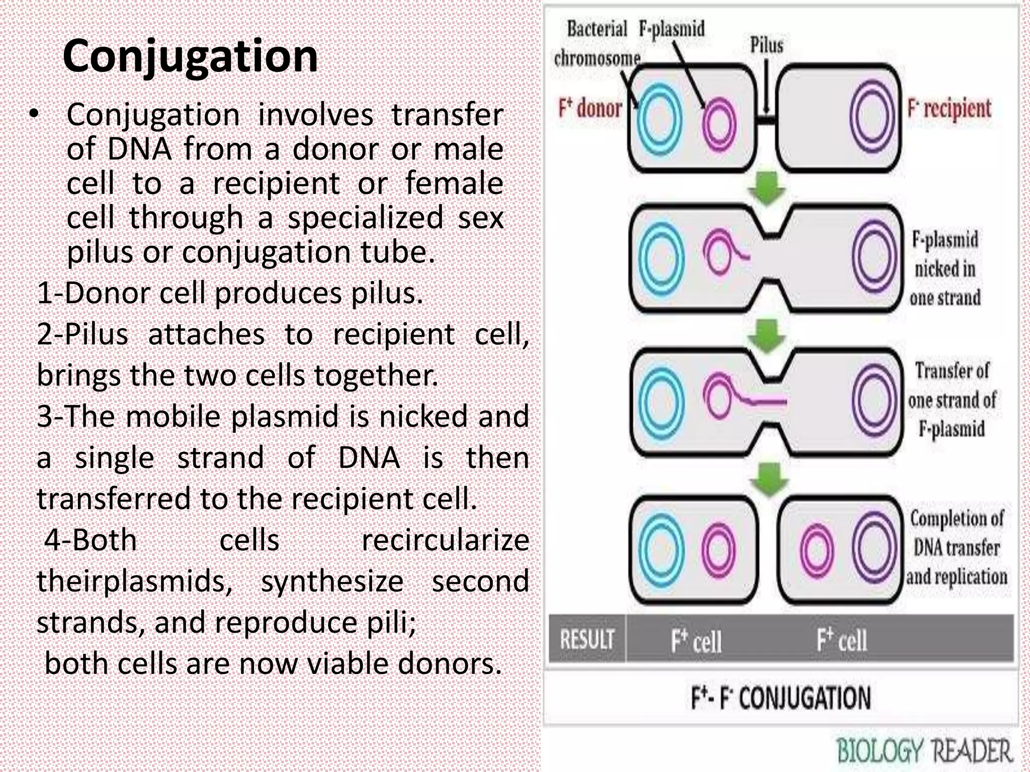 reproduction in bacteria | PPTX