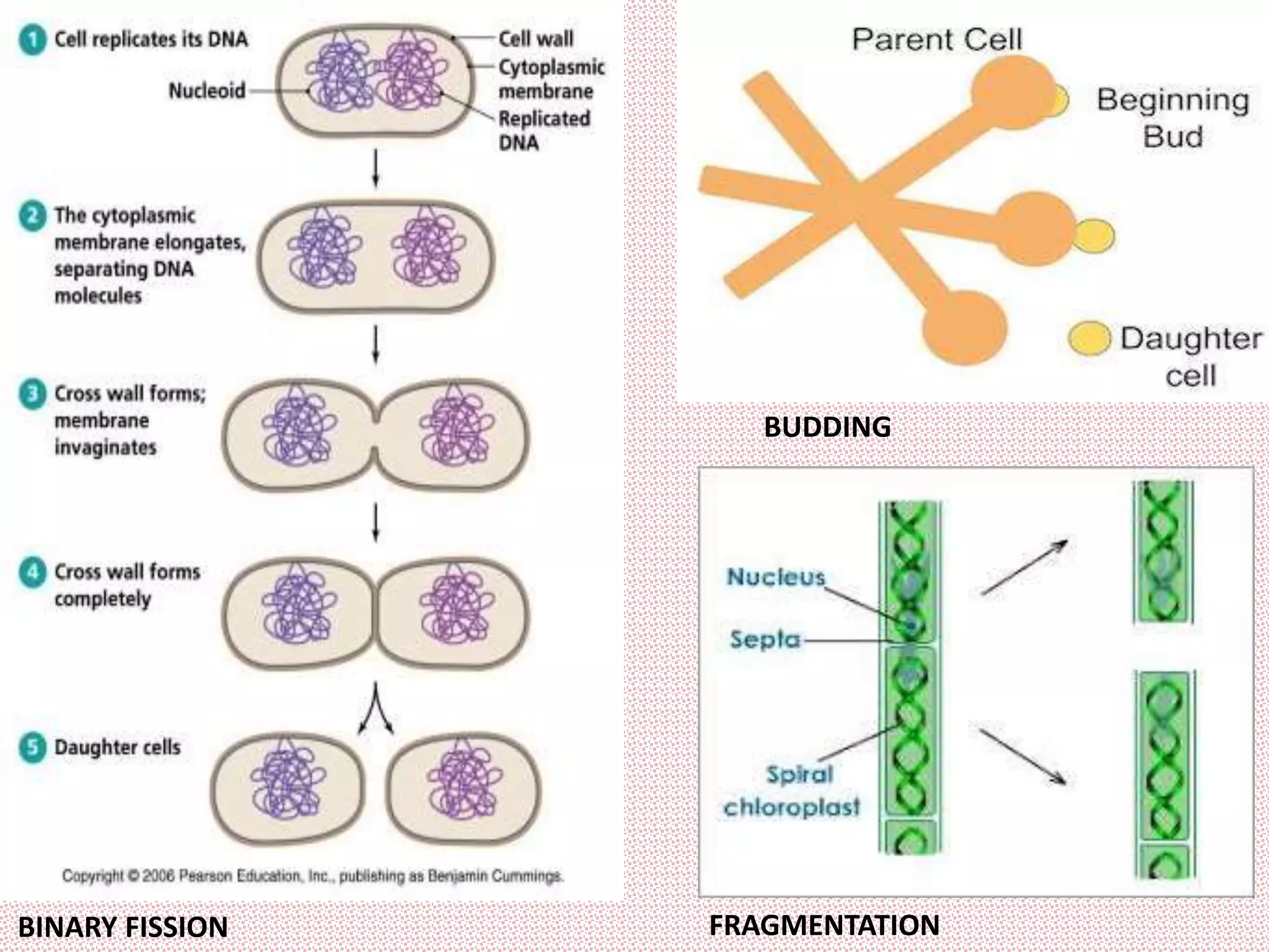 reproduction in bacteria | PPTX