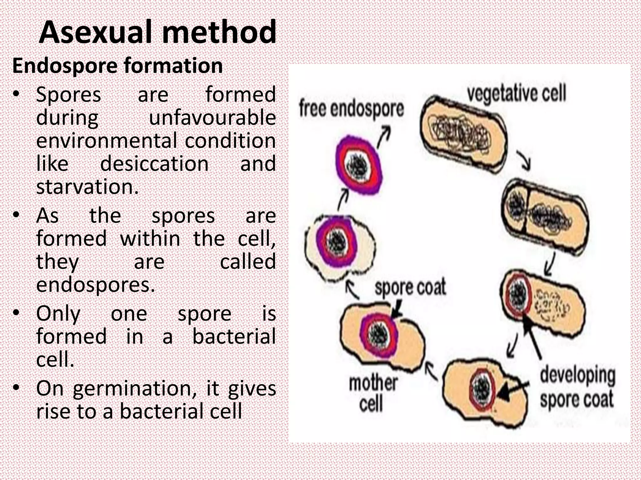 reproduction in bacteria | PPTX