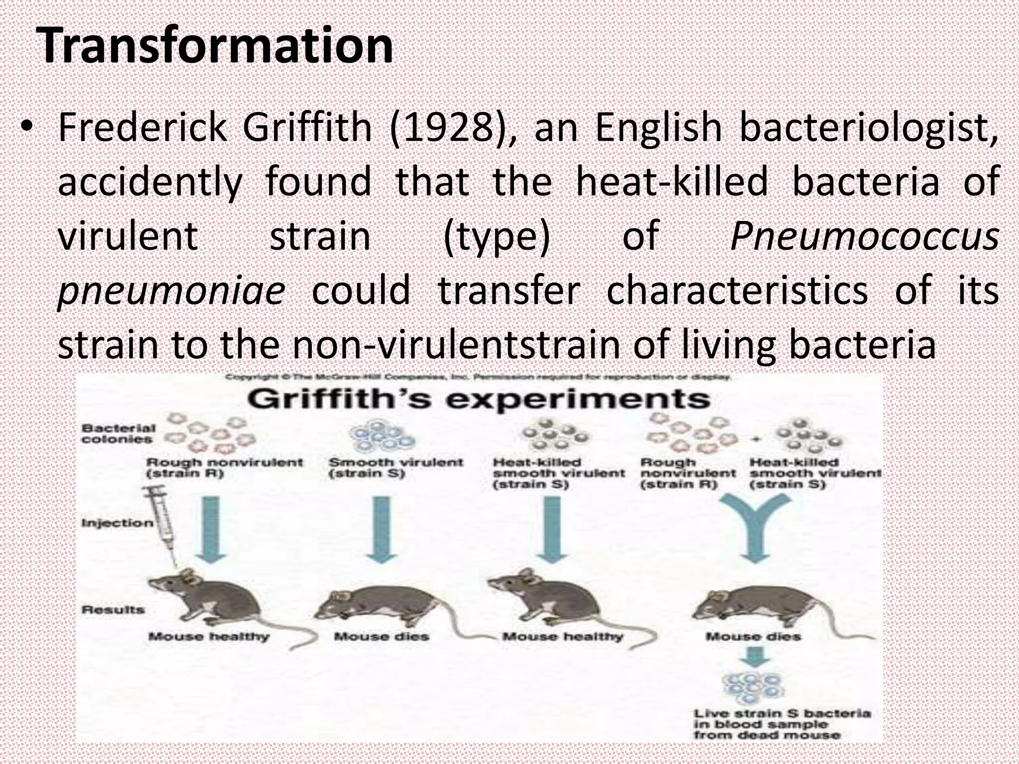 Reproduction In Bacteria Pptx