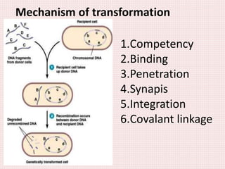 reproduction in bacteria | PPTX
