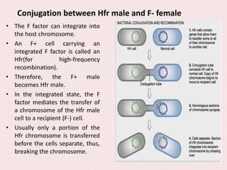 reproduction in bacteria | PPT