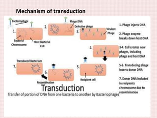 reproduction in bacteria | PPTX