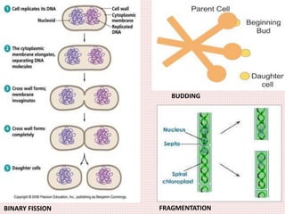 Fragmentation In Bacteria