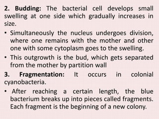 reproduction in bacteria | PPT