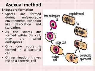 reproduction in bacteria | PPT