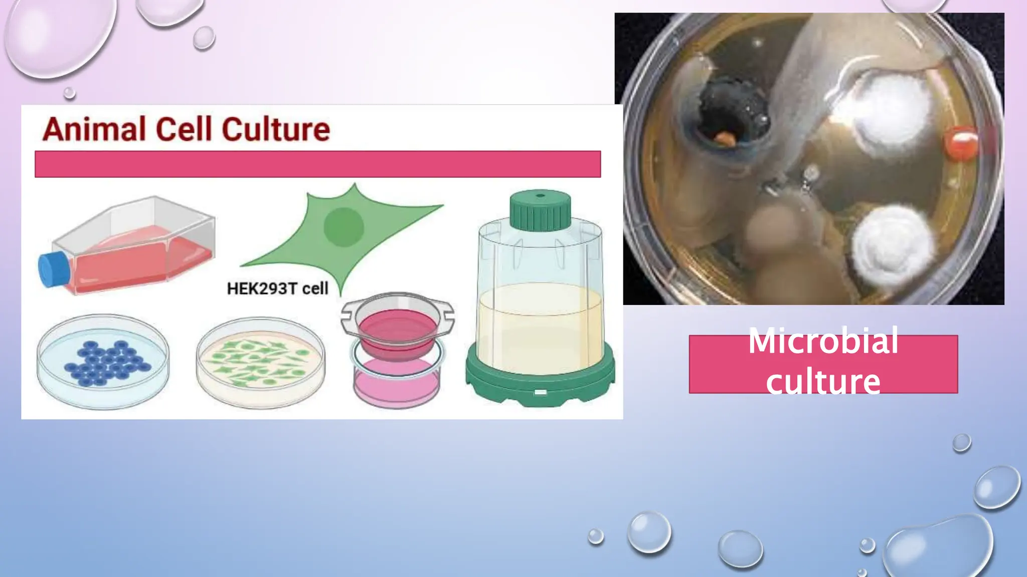 Microbiology basic Techniques involved in lab | PPT