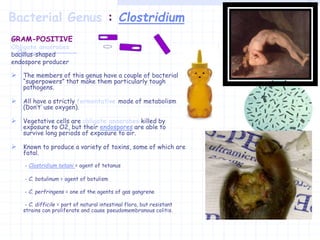 Mbp 01 history microbiology | PPT