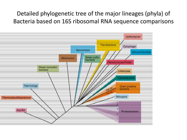 Mbp 02 microbial taxonomy classification | PPT